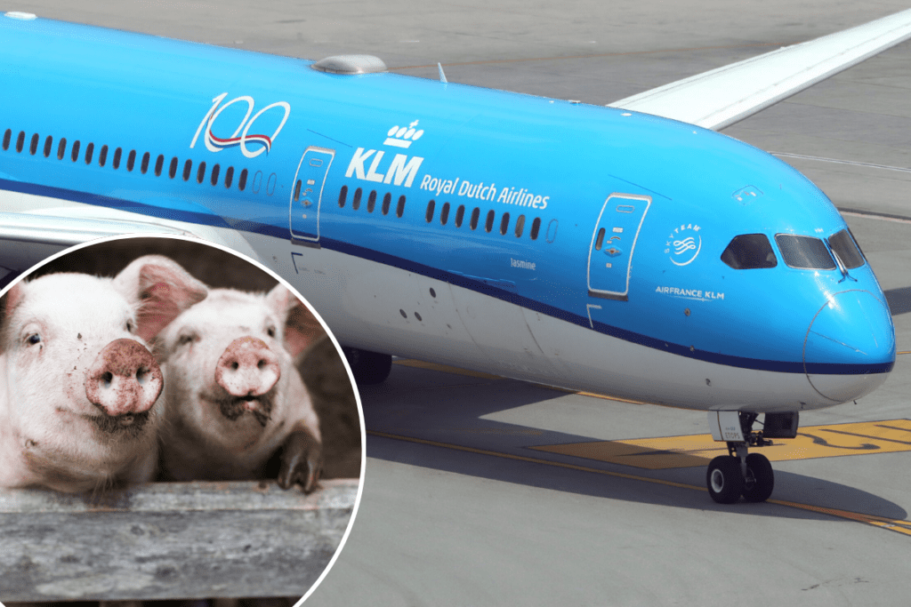 A Boeing 787 Dreamliner Flying to Mexico City Was Forced to Divert to ...