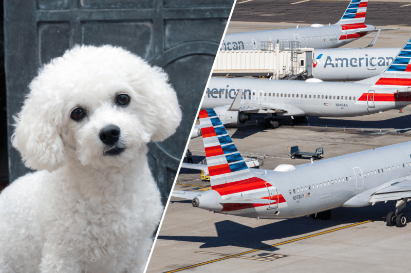 American Airlines Faces Lawsuit For Throwing Off Two Bichon Frise ...